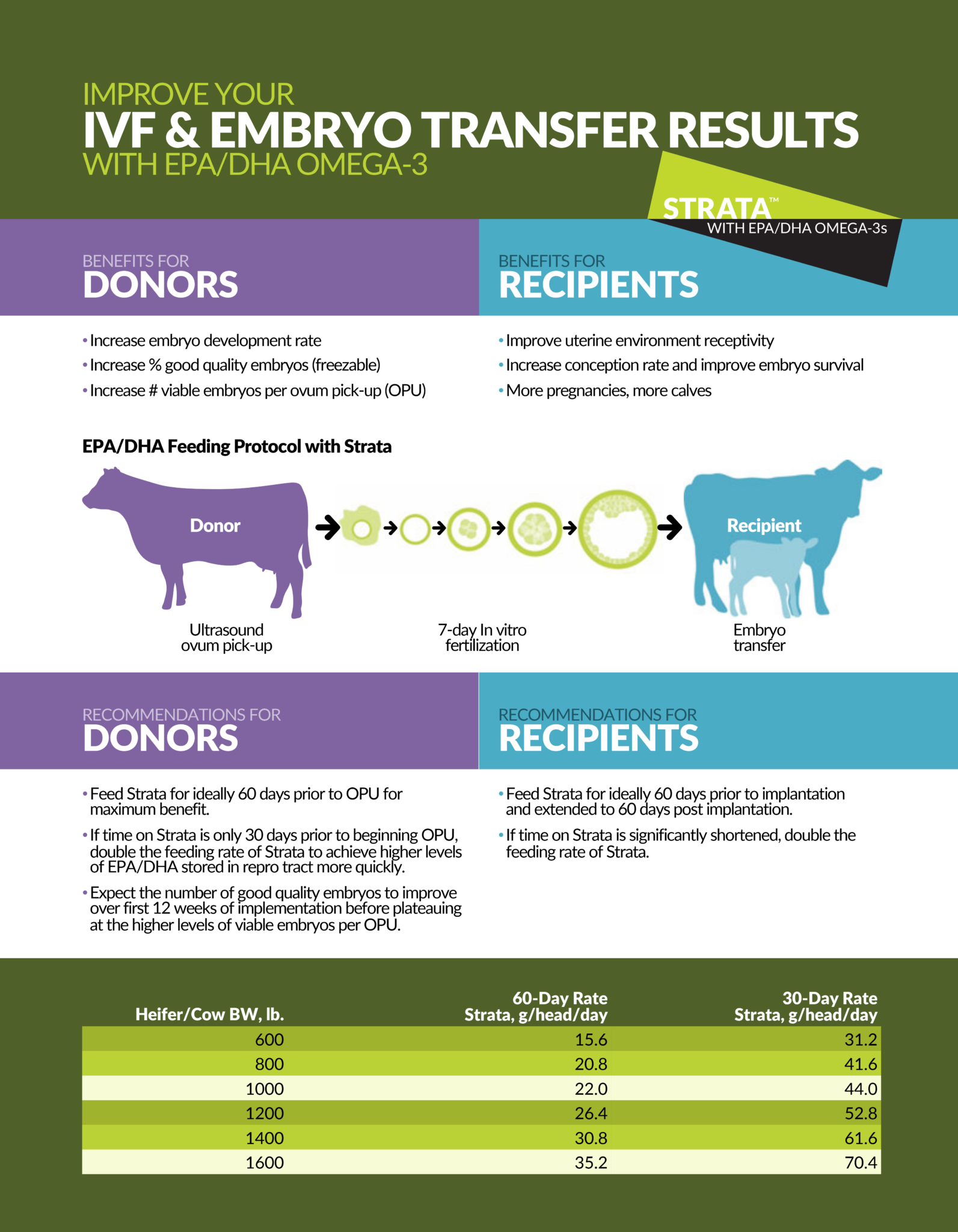 Top 5: What Embryos Need to Thrive – Virtus Nutrition