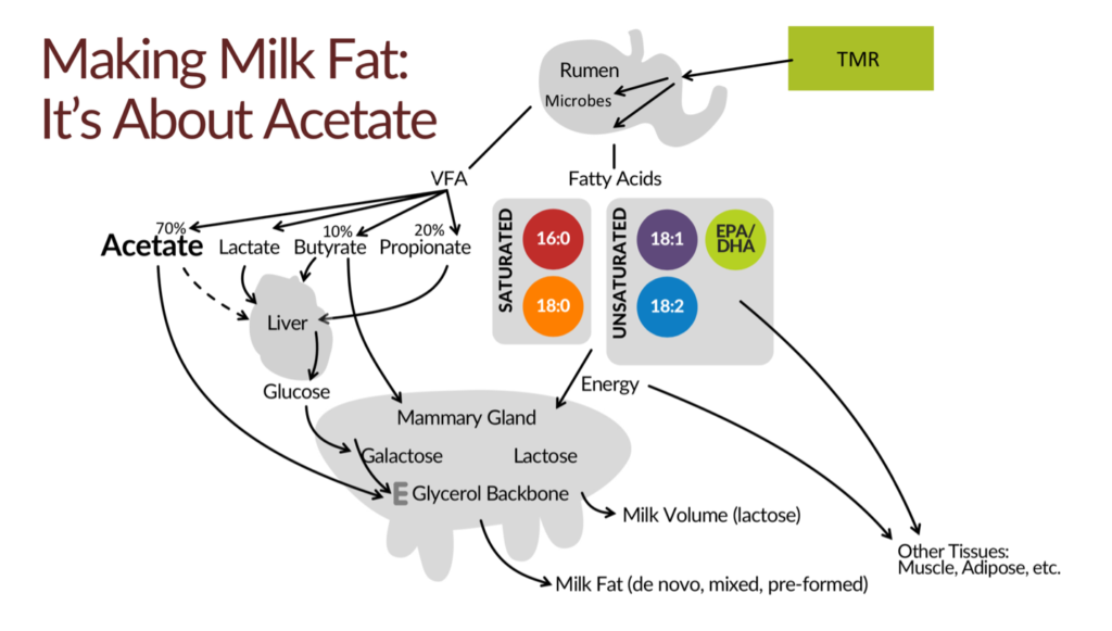 The Blooming Onion of Milkfat: Understanding the Layers – Virtus Nutrition